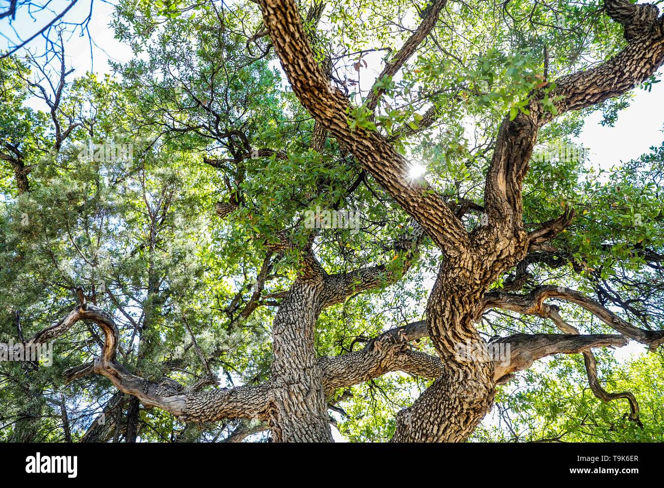 Conservacion de flora y fauna hi-res stock photography and images - Alamy