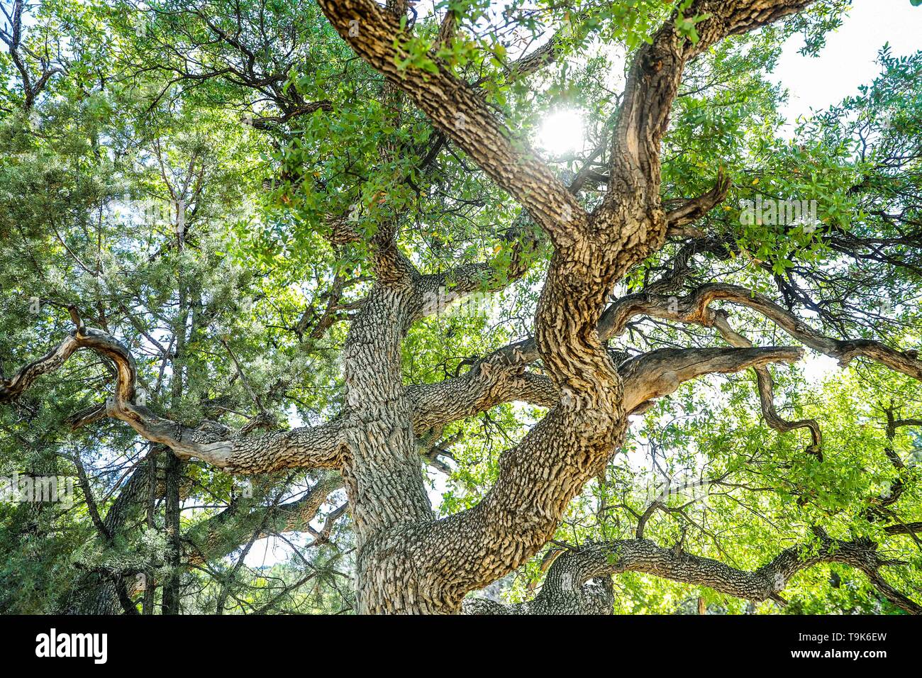 Fauna y medio ambiente hi-res stock photography and images - Alamy