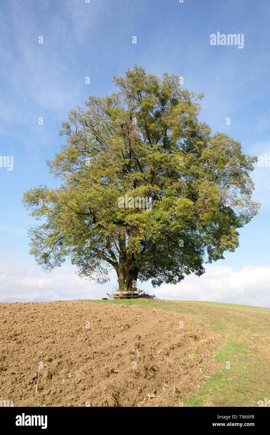 oak tree frontal Stock Photo - Alamy