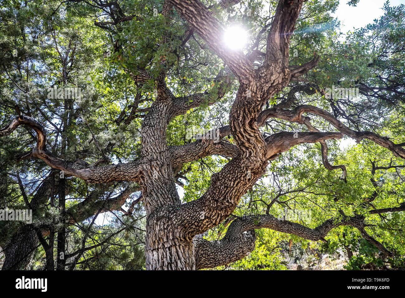 Conservacion de flora y fauna hi-res stock photography and images - Alamy