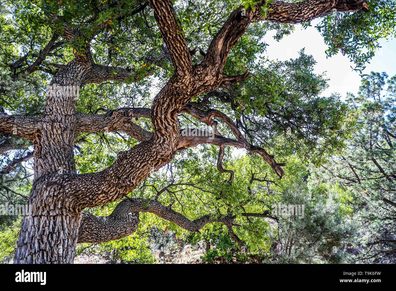 Diversidad de madera hi-res stock photography and images - Alamy