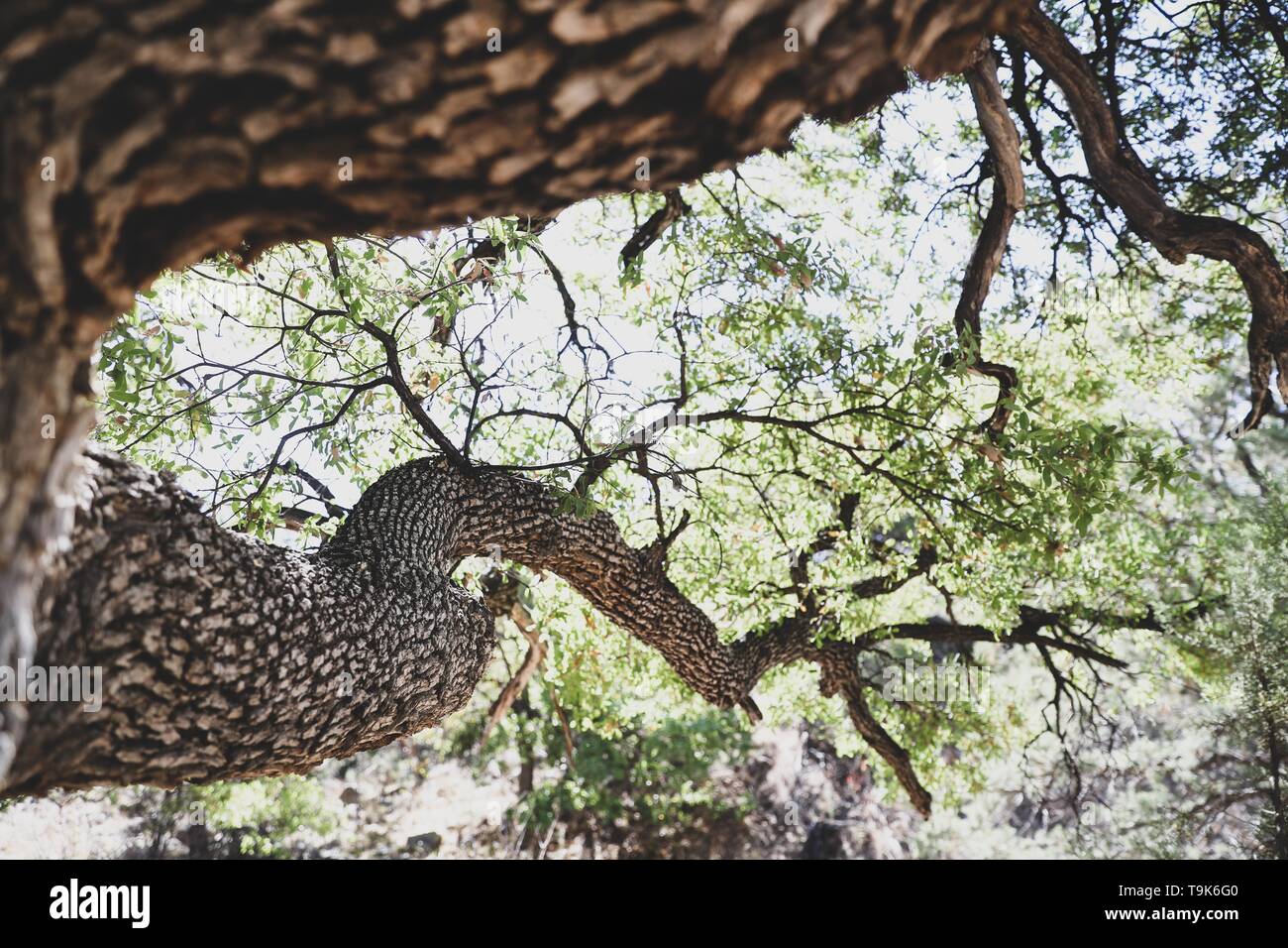 Oak tree forest, courtly, wood texture, trunk branches and oak tree ...