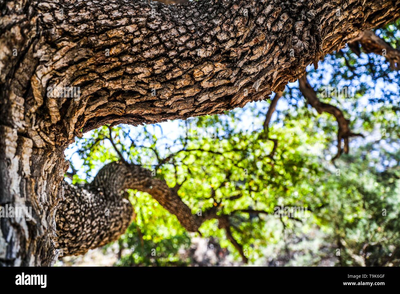 Oak tree forest, courtly, wood texture, trunk branches and oak tree ...