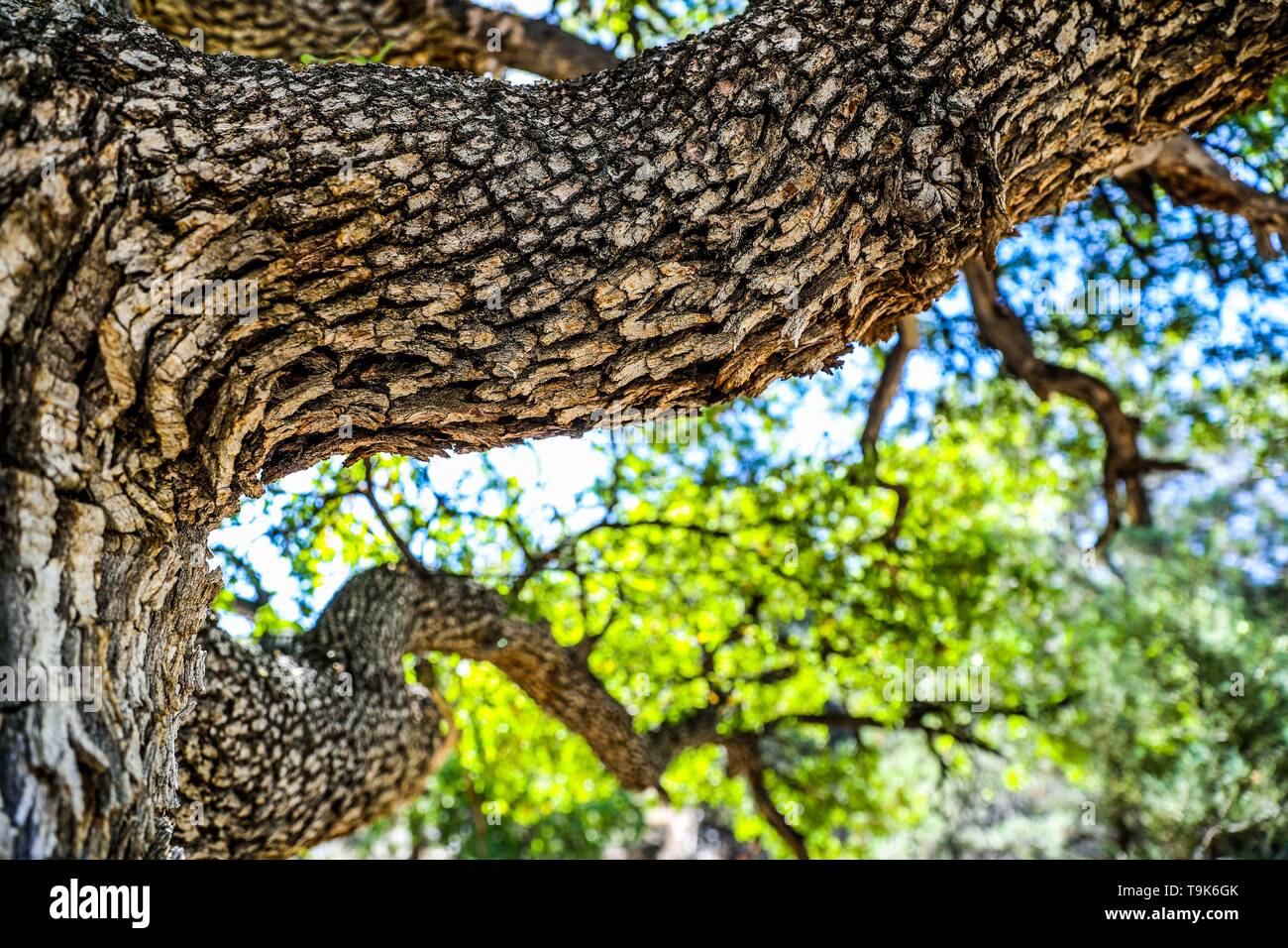 Oak tree forest, courtly, wood texture, trunk branches and oak tree ...