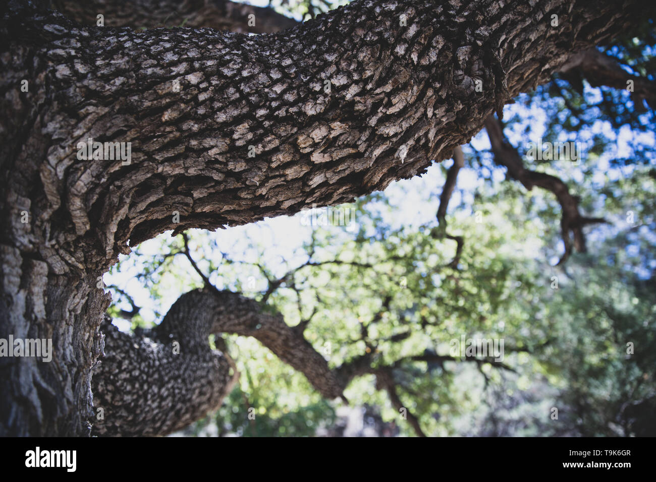 Oak tree forest, courtly, wood texture, trunk branches and oak tree ...