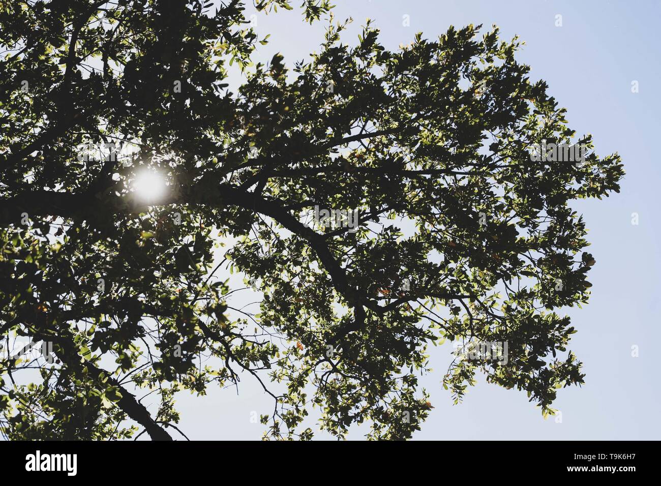 Oak tree forest, courtly, wood texture, trunk branches and oak tree ...