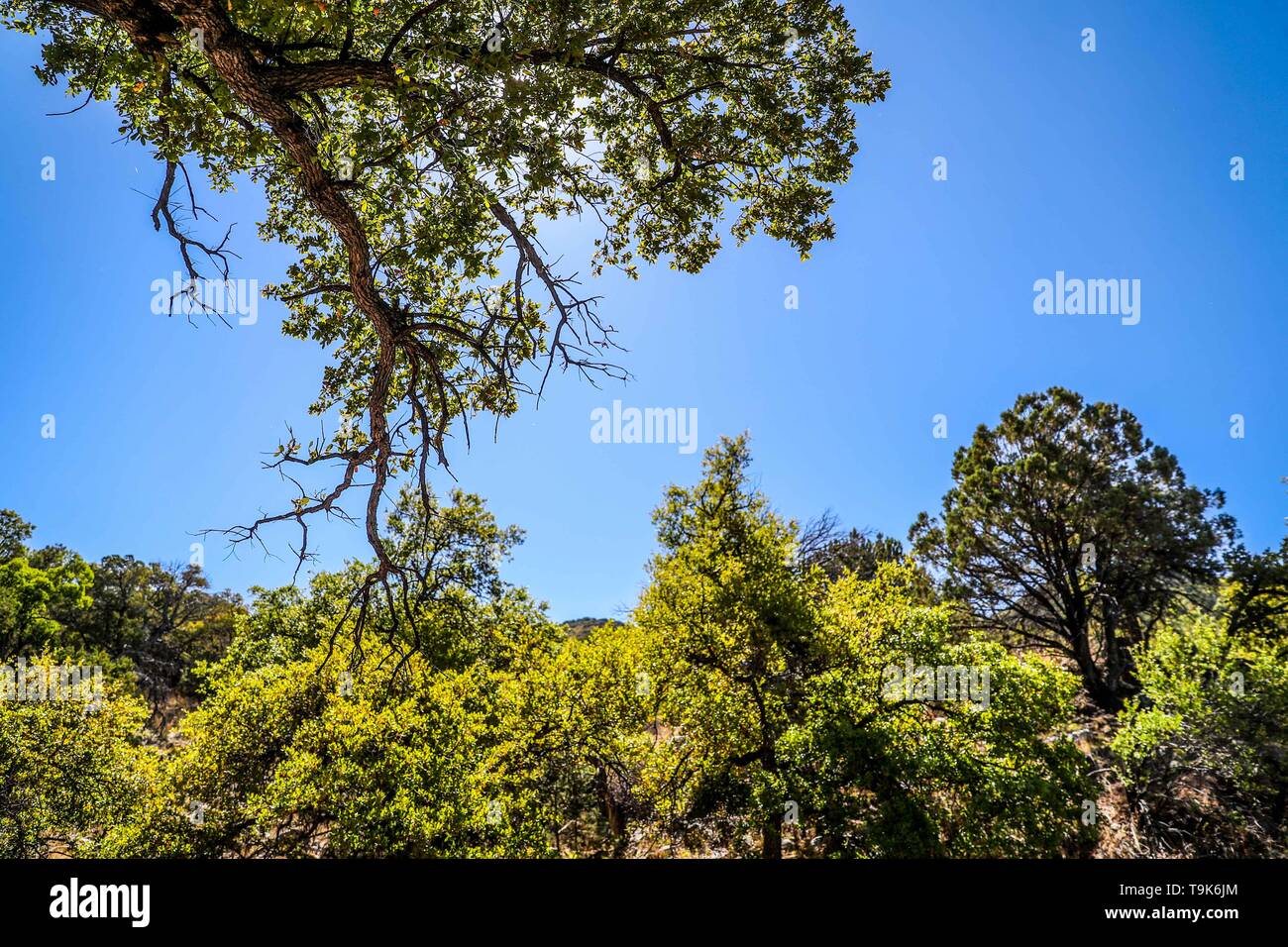 Oak tree forest, courtly, wood texture, trunk branches and oak tree ...
