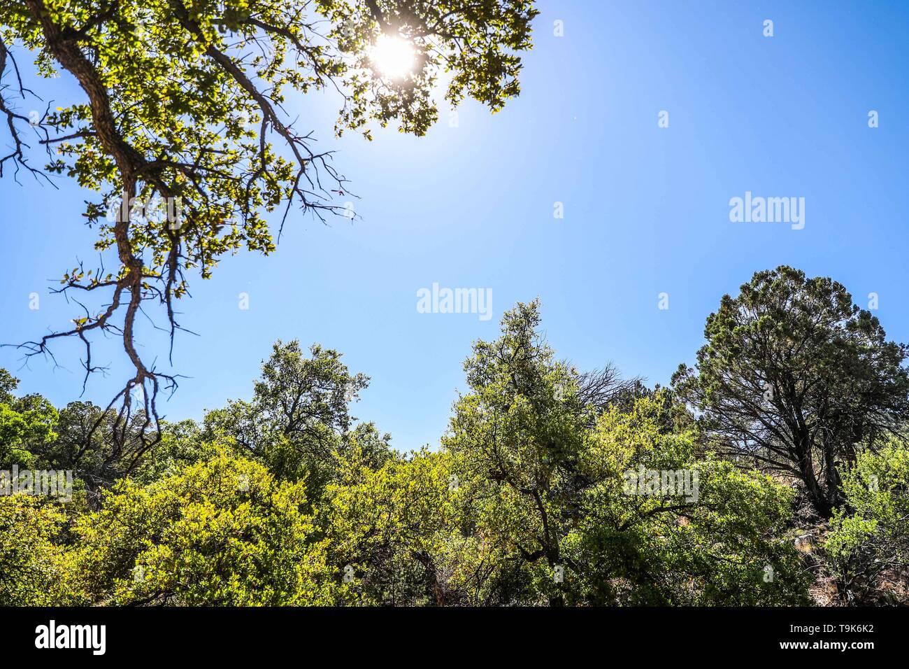 Oak tree forest, courtly, wood texture, trunk branches and oak tree ...
