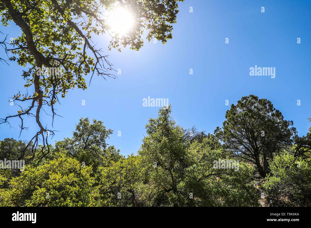 Oak tree forest, courtly, wood texture, trunk branches and oak tree ...