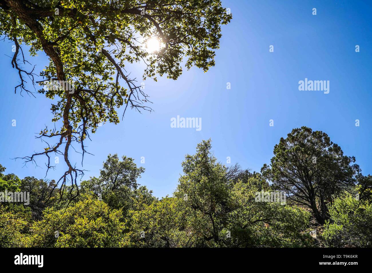 Oak tree forest, courtly, wood texture, trunk branches and oak tree ...