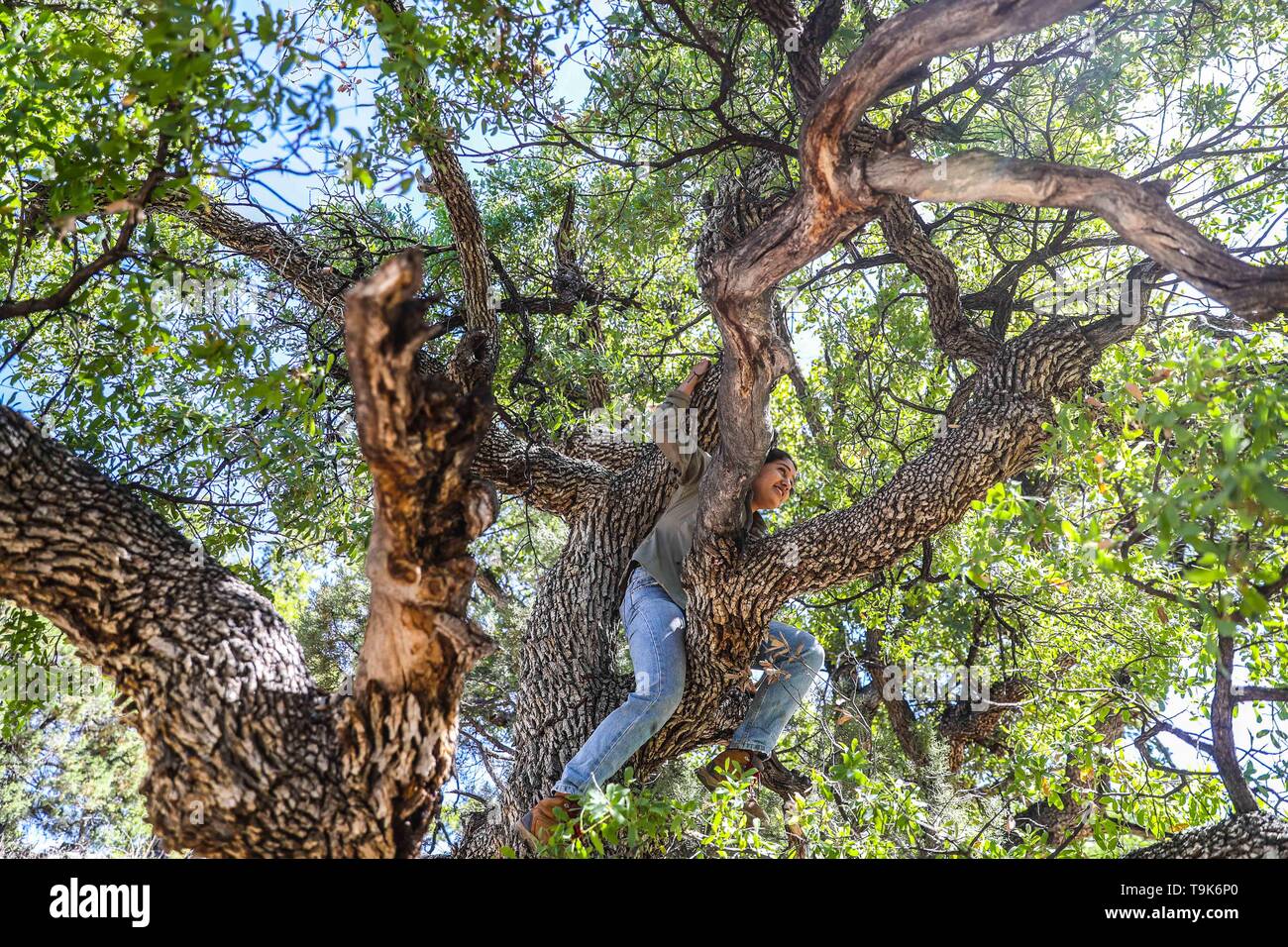 Oak tree forest, courtly, wood texture, trunk branches and oak tree ...