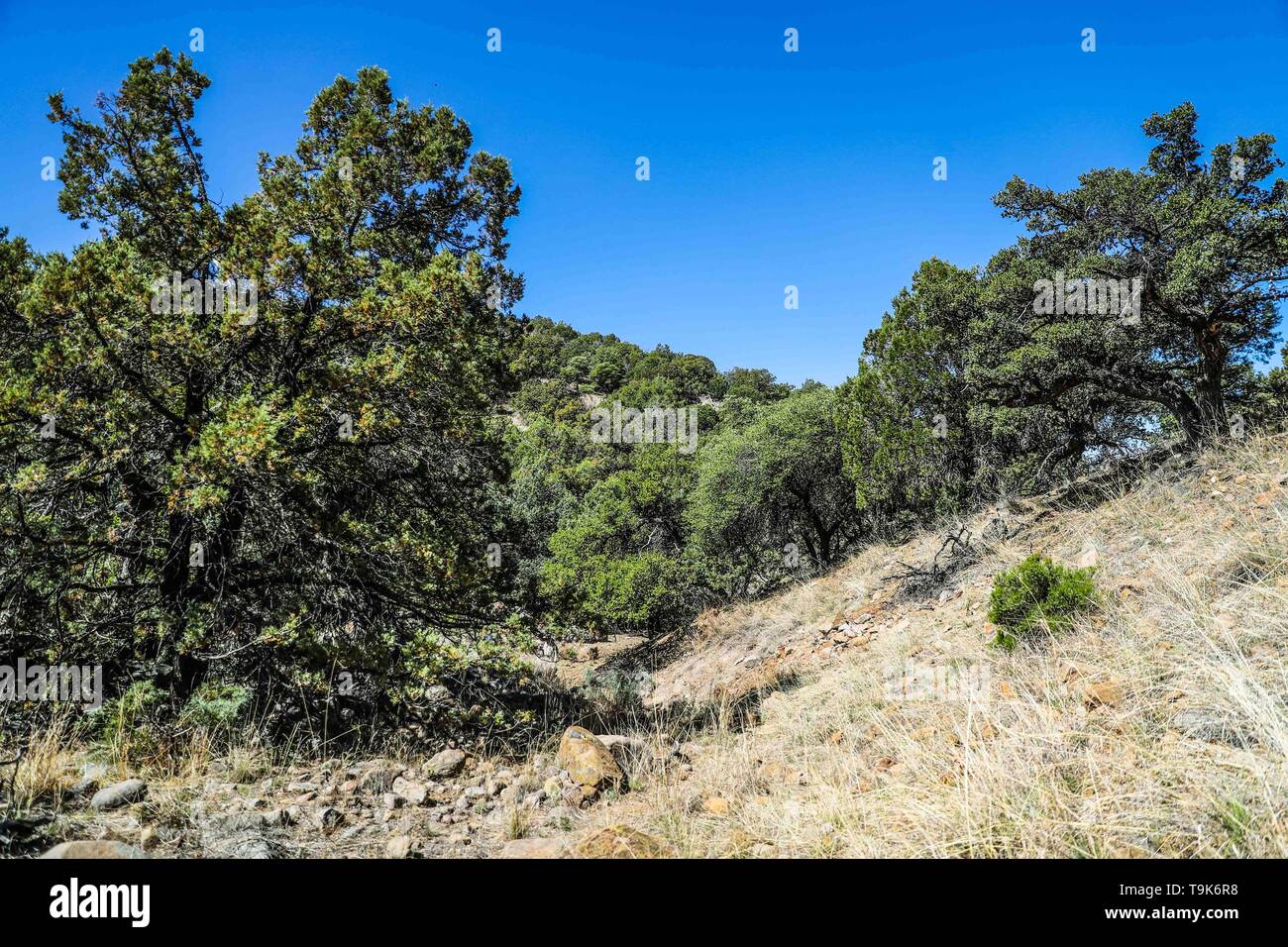 Conservacion de flora y fauna hi-res stock photography and images - Alamy