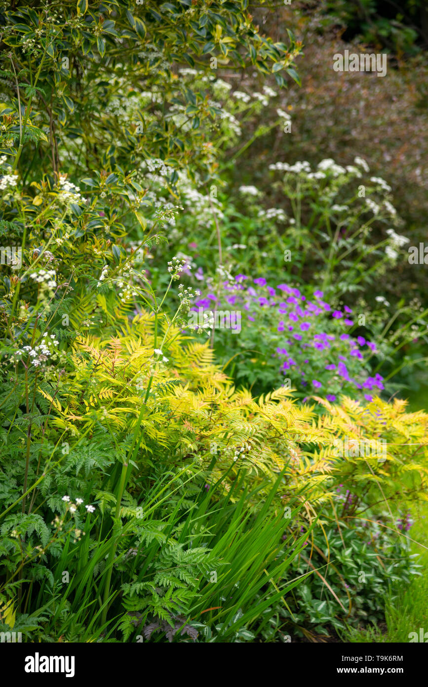 English cottage garden in mid May. An abundance of informal planting of ...
