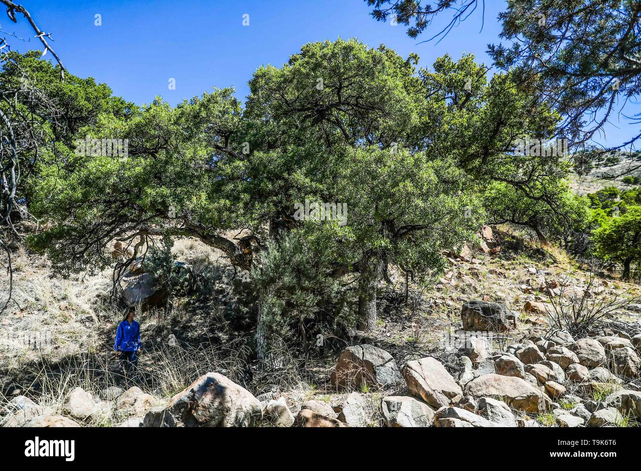Oak tree forest, courtly, wood texture, trunk branches and oak tree ...
