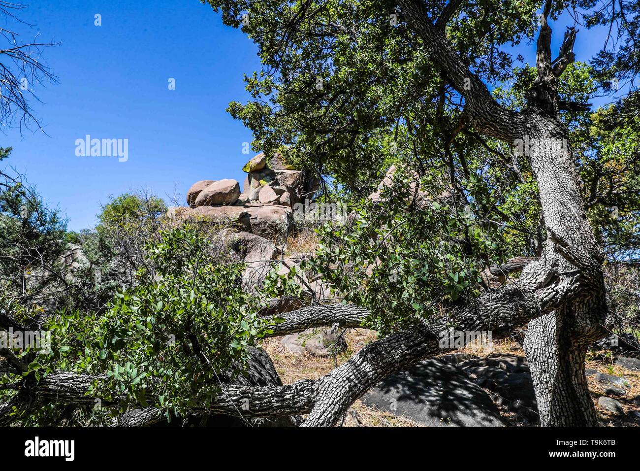 Conservacion de flora y fauna hi-res stock photography and images - Alamy