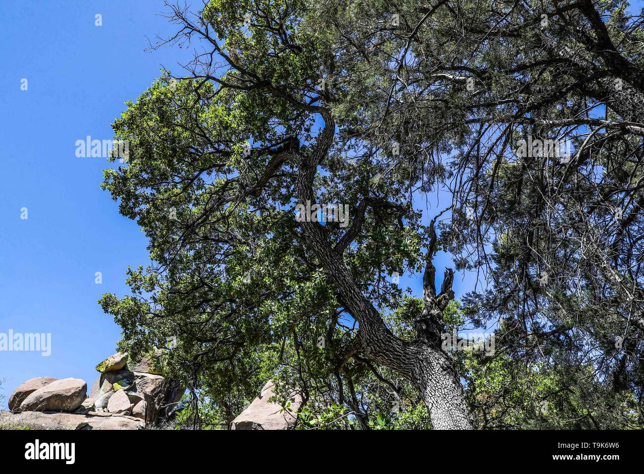 Oak tree forest, courtly, wood texture, trunk branches and oak tree ...