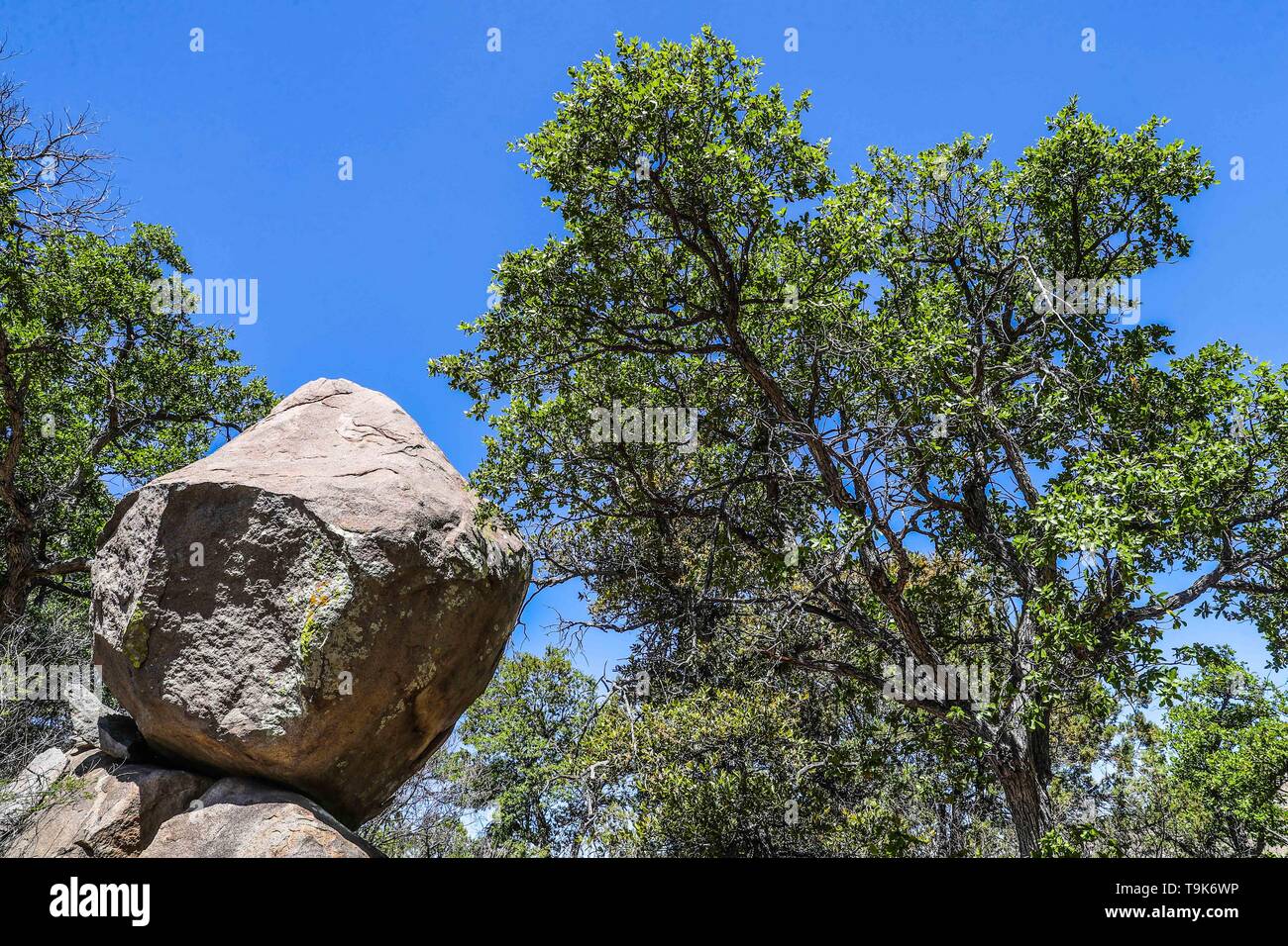 Conservacion de flora y fauna hi-res stock photography and images - Alamy