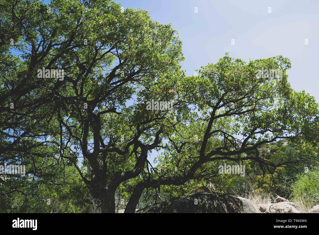 Oak tree forest, courtly, wood texture, trunk branches and oak tree ...