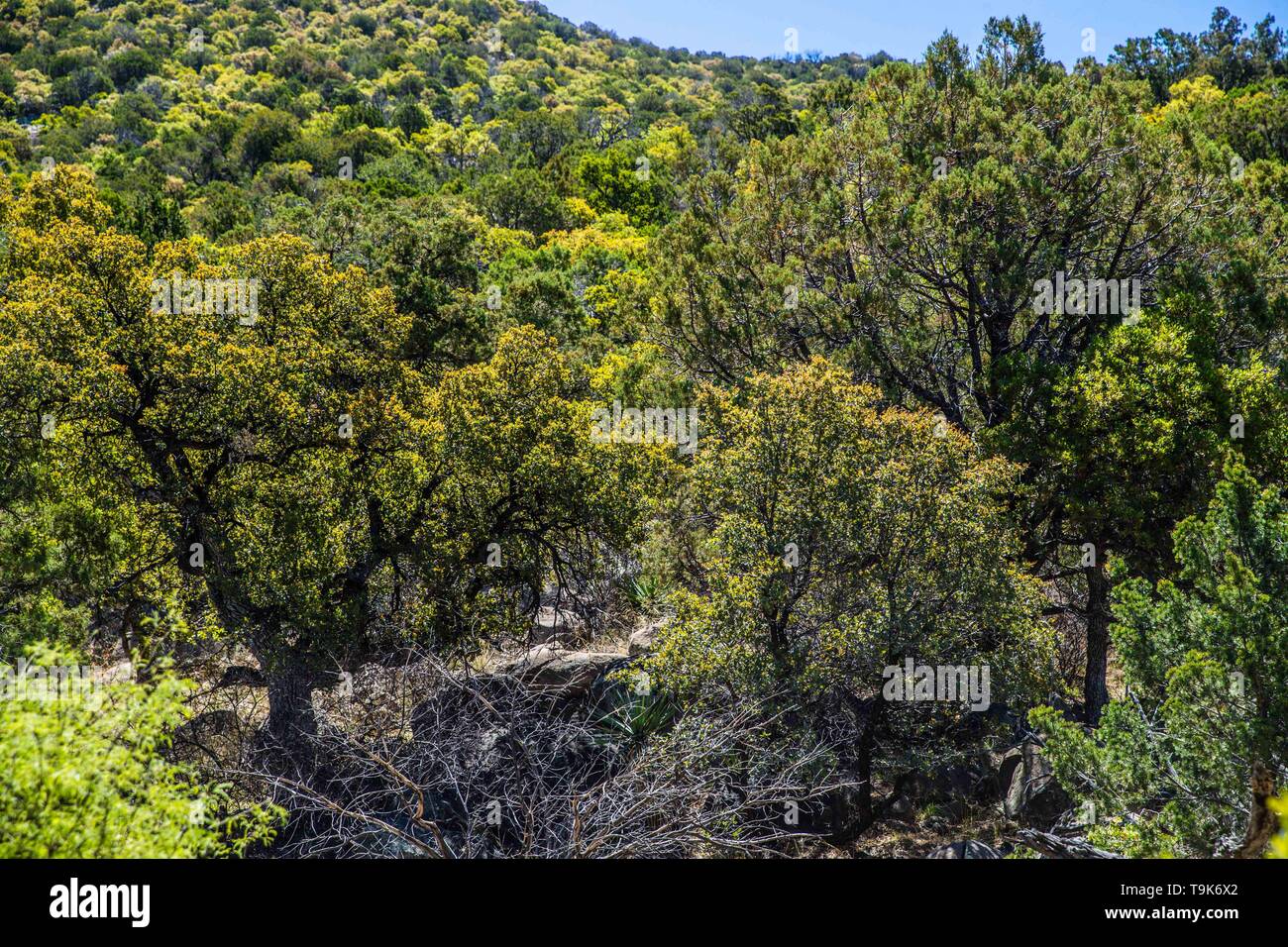 Conservacion de flora y fauna hi-res stock photography and images - Alamy