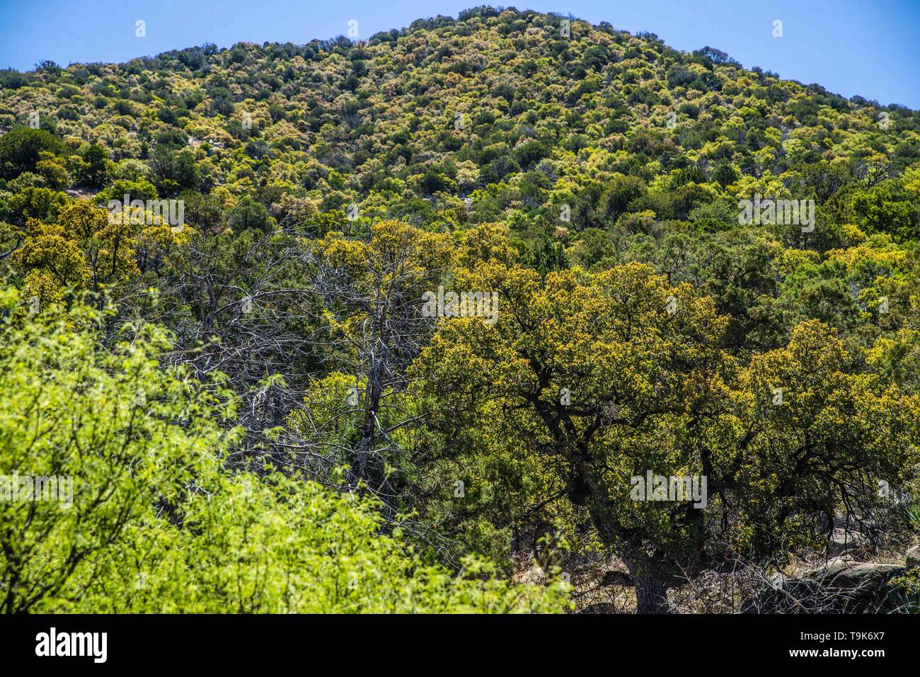 Oak tree forest, courtly, wood texture, trunk branches and oak tree ...