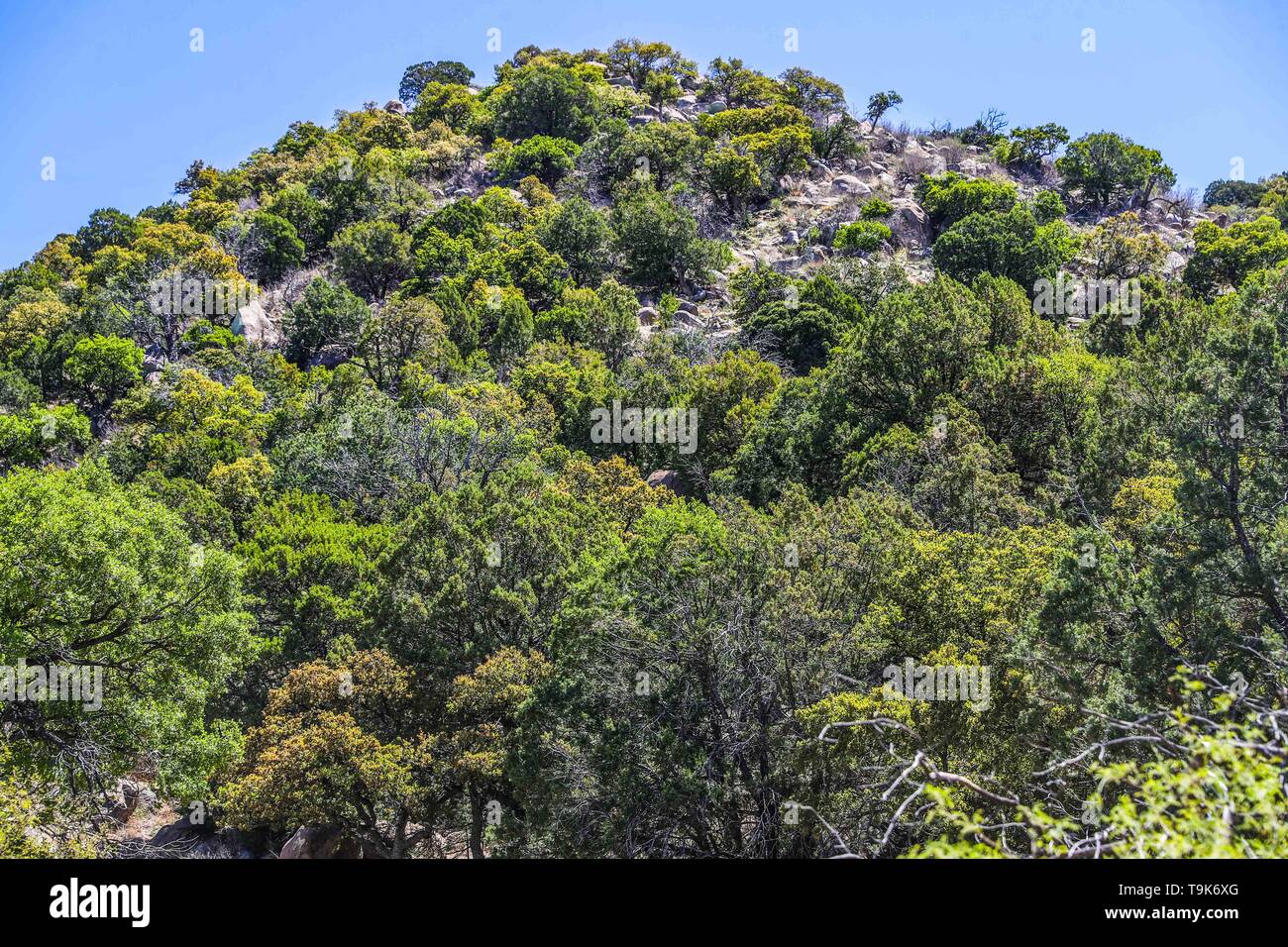 Oak tree forest, courtly, wood texture, trunk branches and oak tree ...