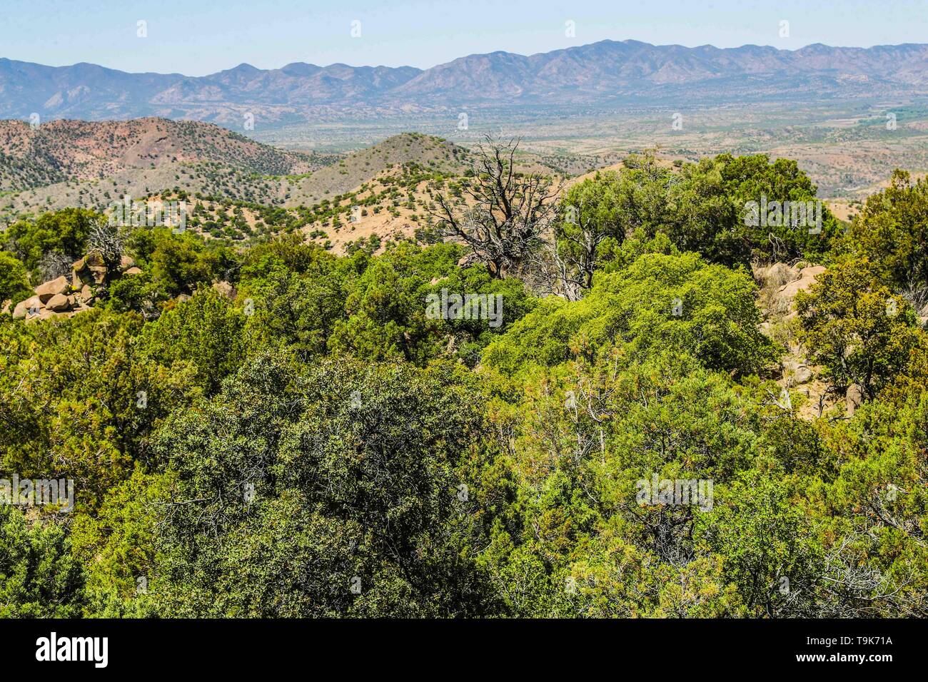 Oak tree forest, courtly, wood texture, trunk branches and oak tree ...