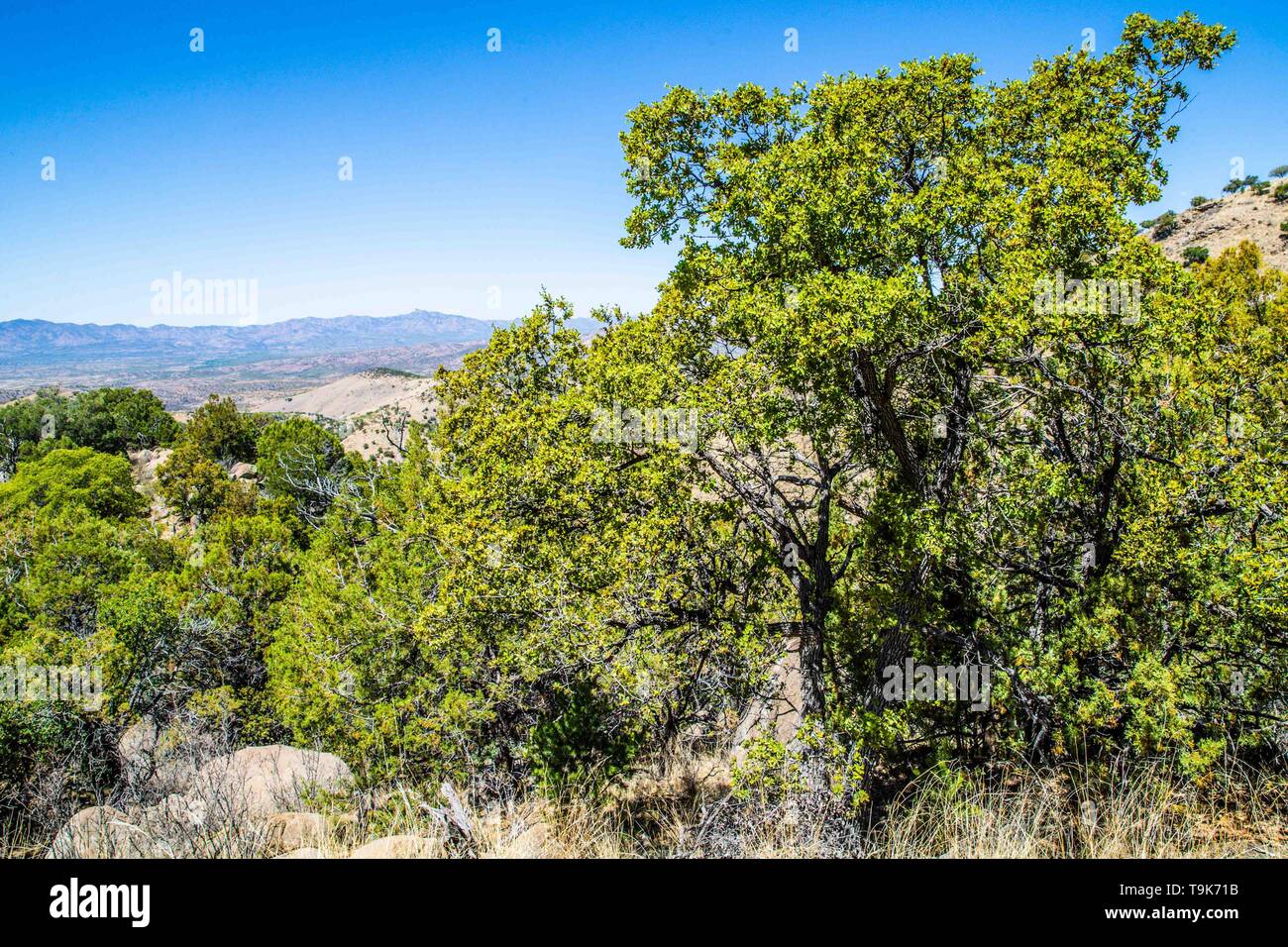 Oak tree forest, courtly, wood texture, trunk branches and oak tree ...