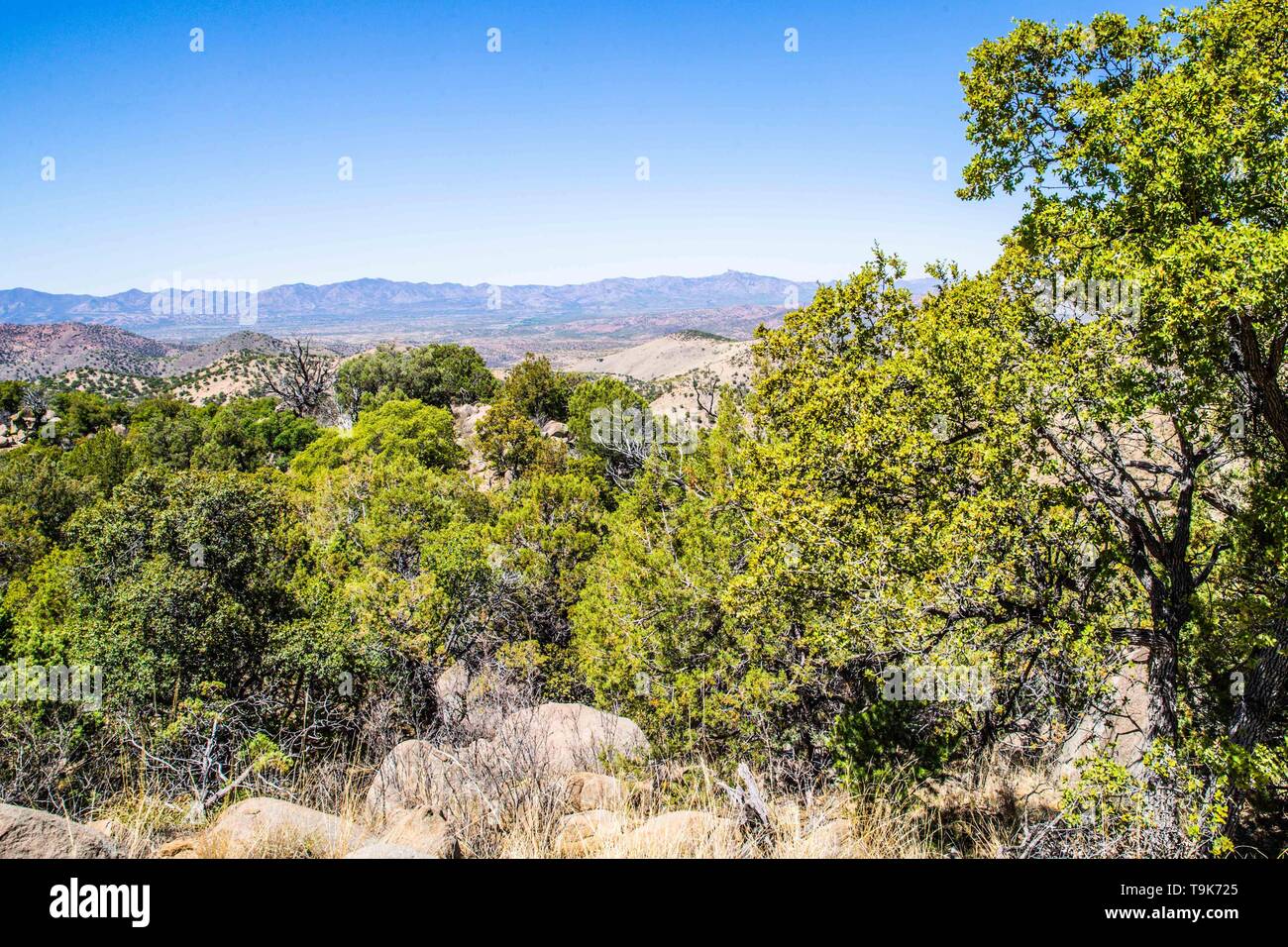 Oak tree forest, courtly, wood texture, trunk branches and oak tree ...