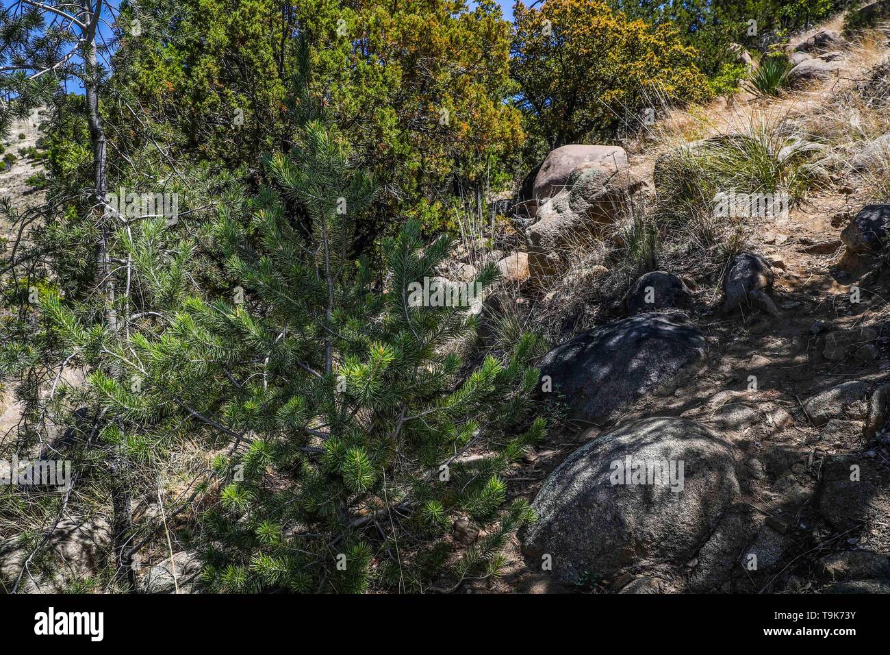 Oak tree forest, courtly, wood texture, trunk branches and oak tree ...