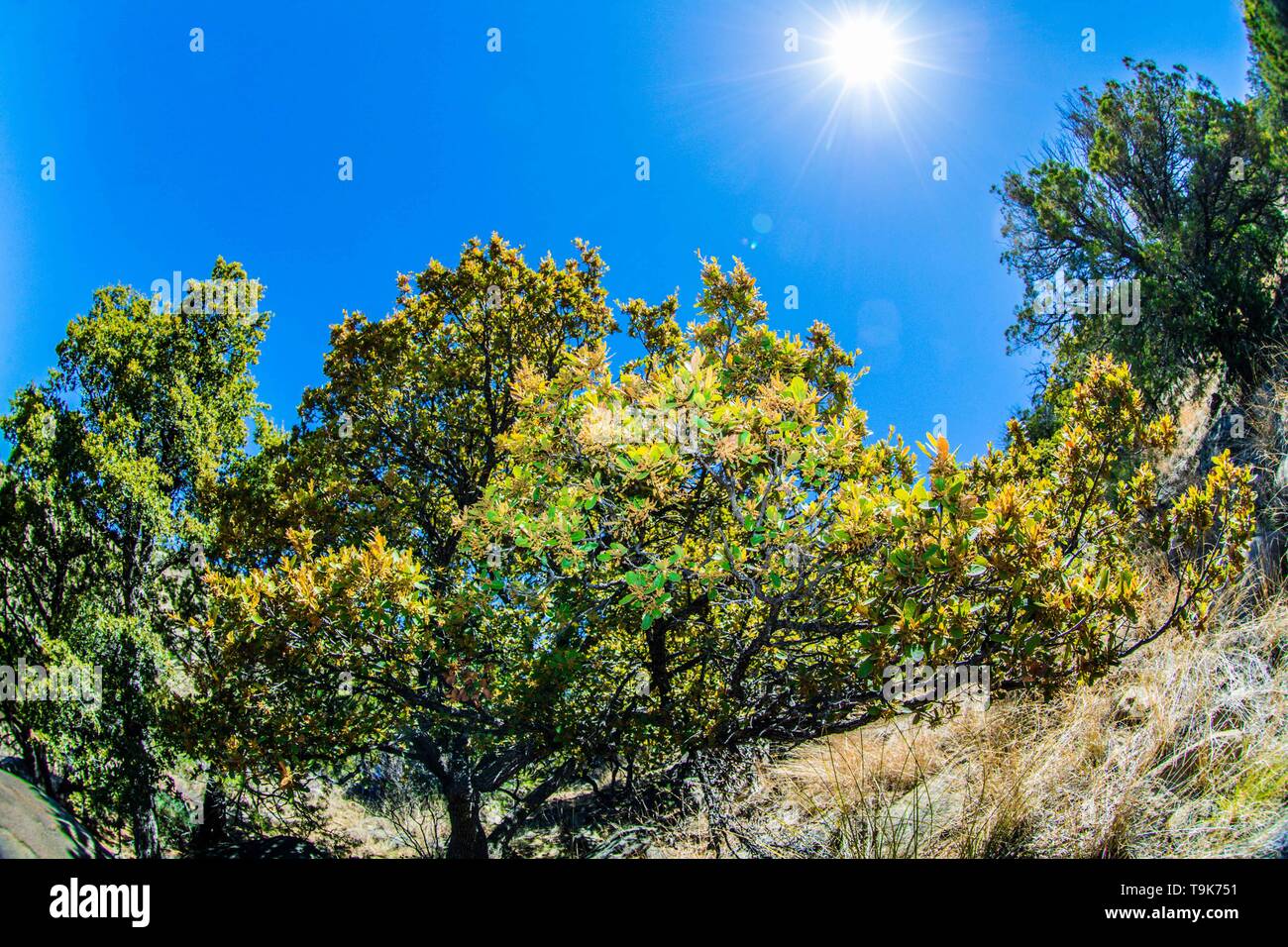 Oak tree forest, courtly, wood texture, trunk branches and oak tree ...