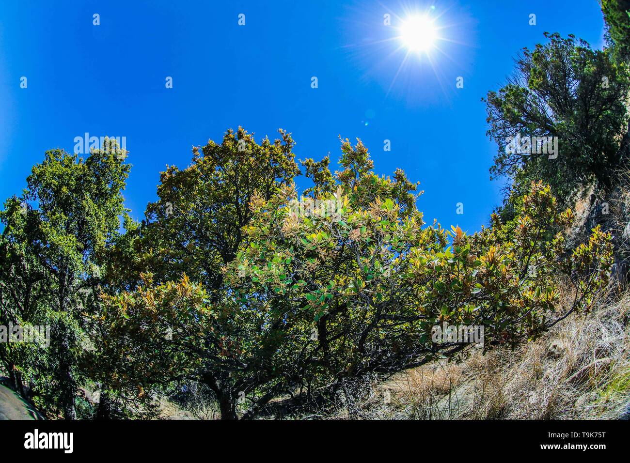Hojas y arboles de madera hi-res stock photography and images - Alamy