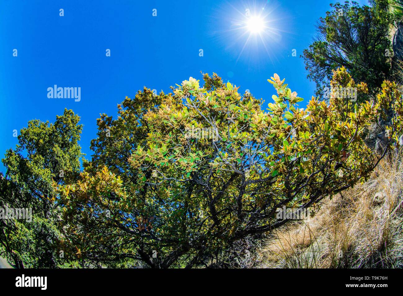 Oak tree forest, courtly, wood texture, trunk branches and oak tree ...