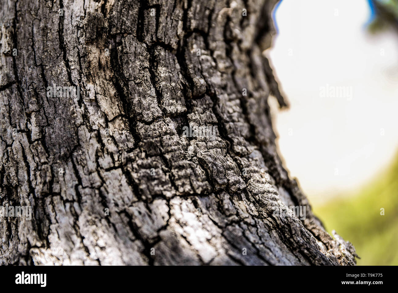 Conservacion de flora y fauna hi-res stock photography and images - Alamy