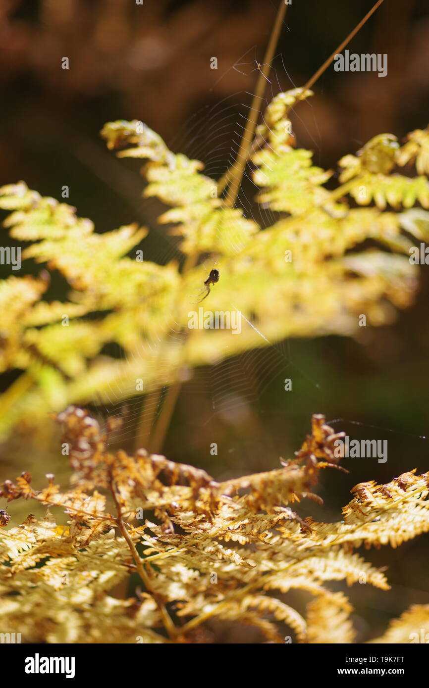 Common Orb Weaver Spider (Metellina segmentata / Metellina mengei ...