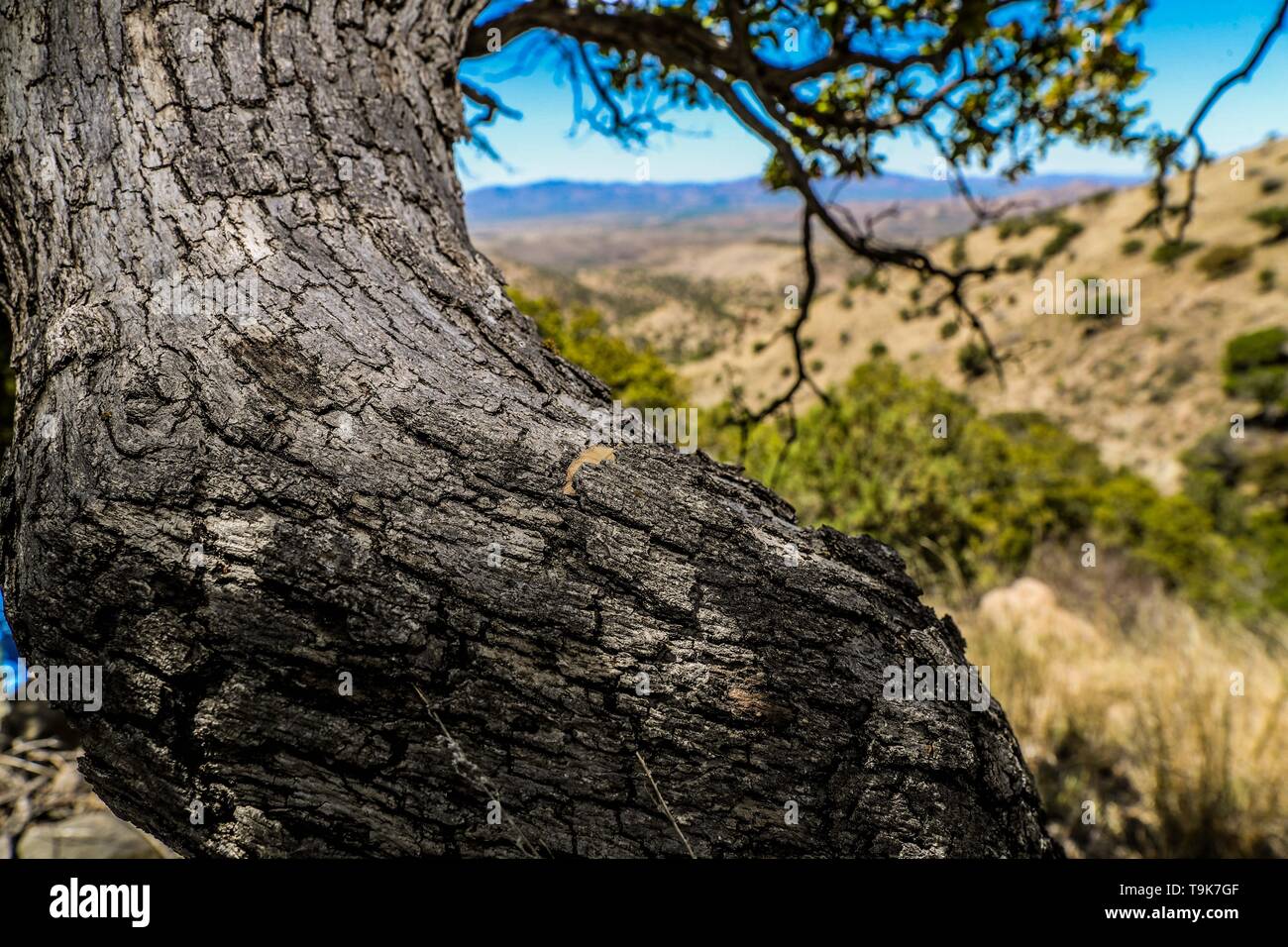 Oak tree forest, courtly, wood texture, trunk branches and oak tree ...