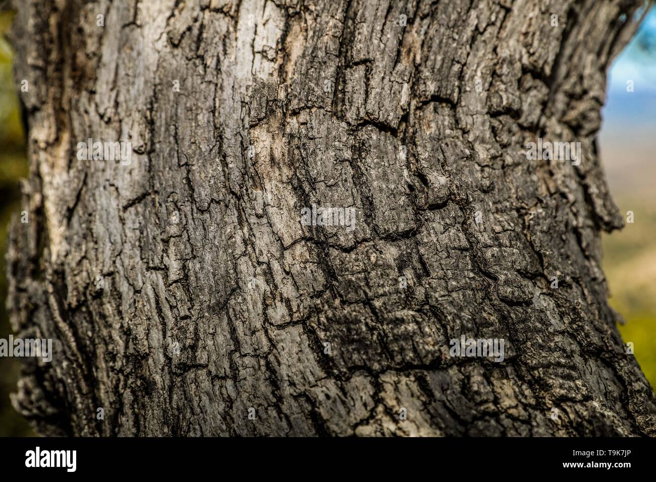 Oak tree forest, courtly, wood texture, trunk branches and oak tree ...