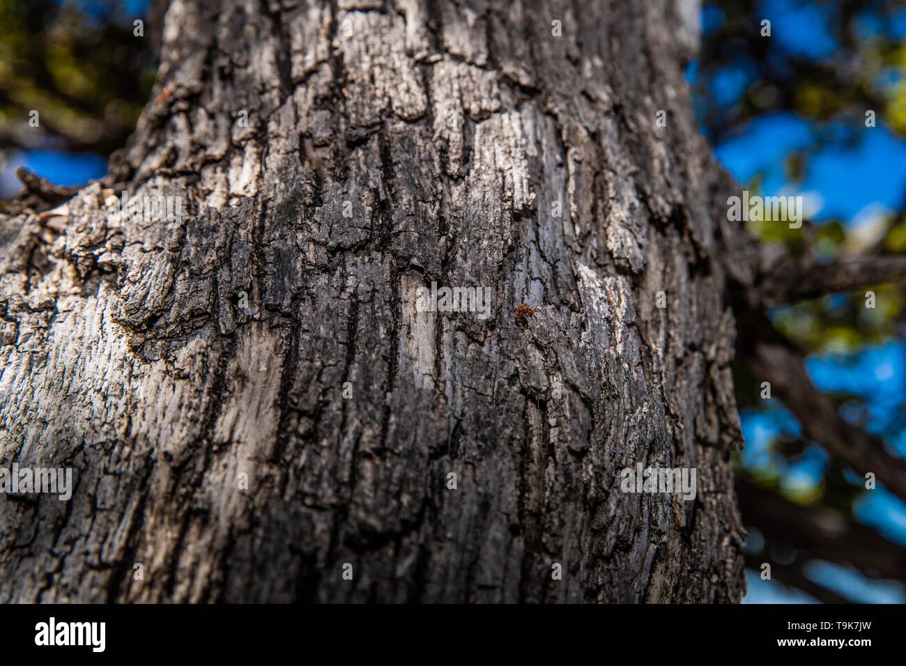 Oak tree forest, courtly, wood texture, trunk branches and oak tree ...