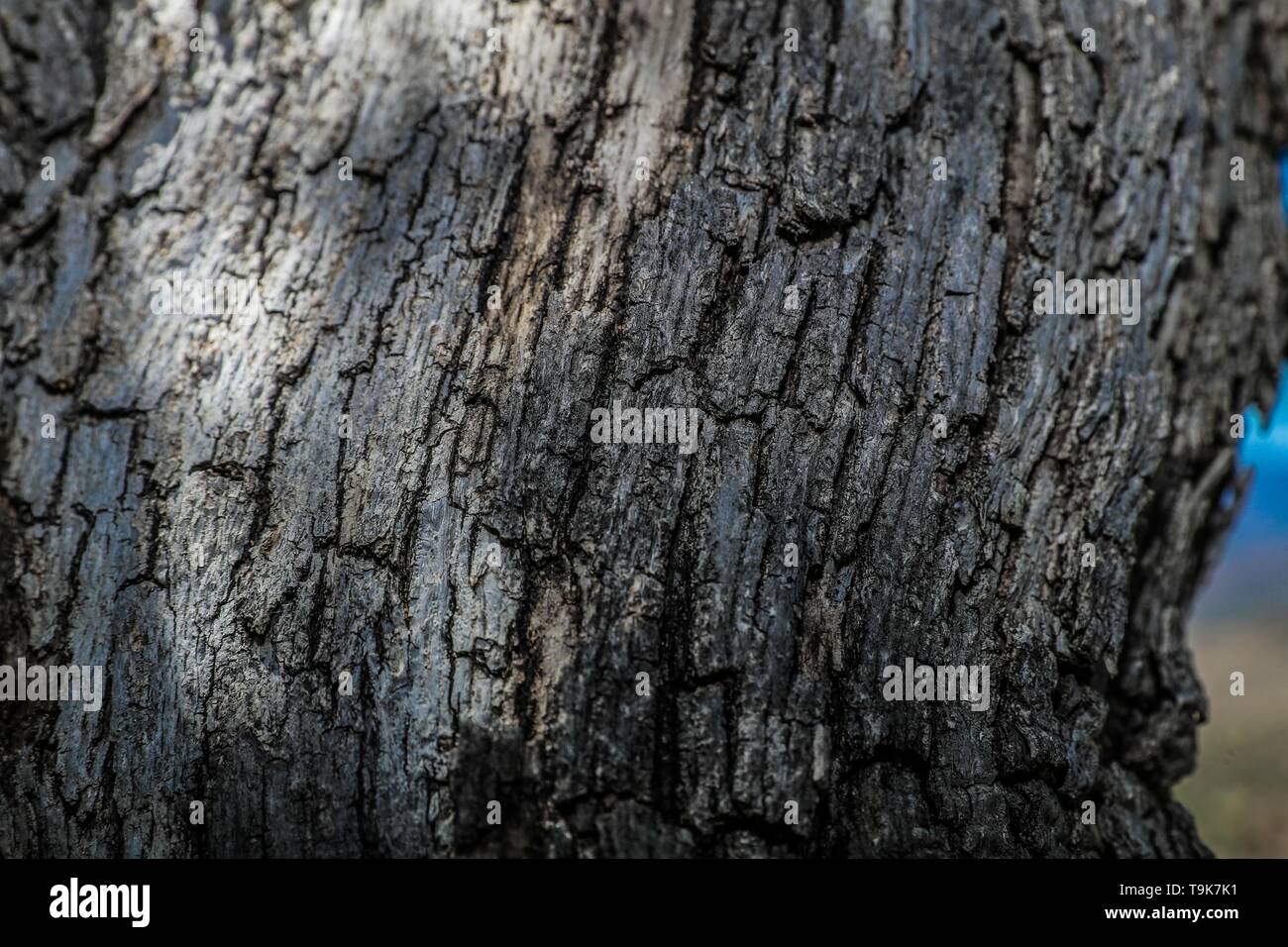 Hojas y arboles de madera hi-res stock photography and images - Alamy