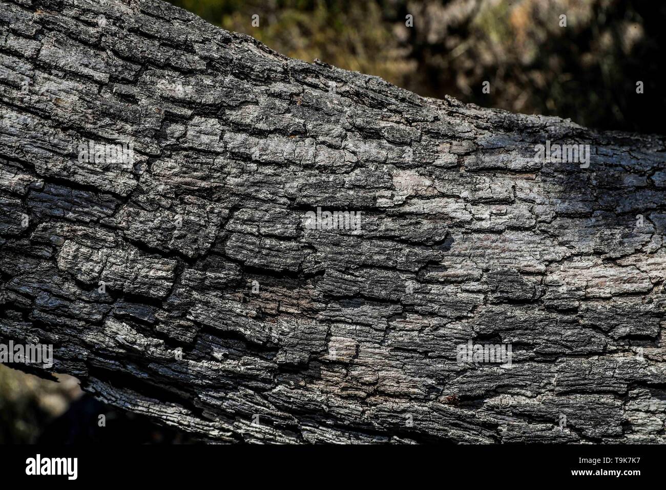 Oak tree forest, courtly, wood texture, trunk branches and oak tree ...