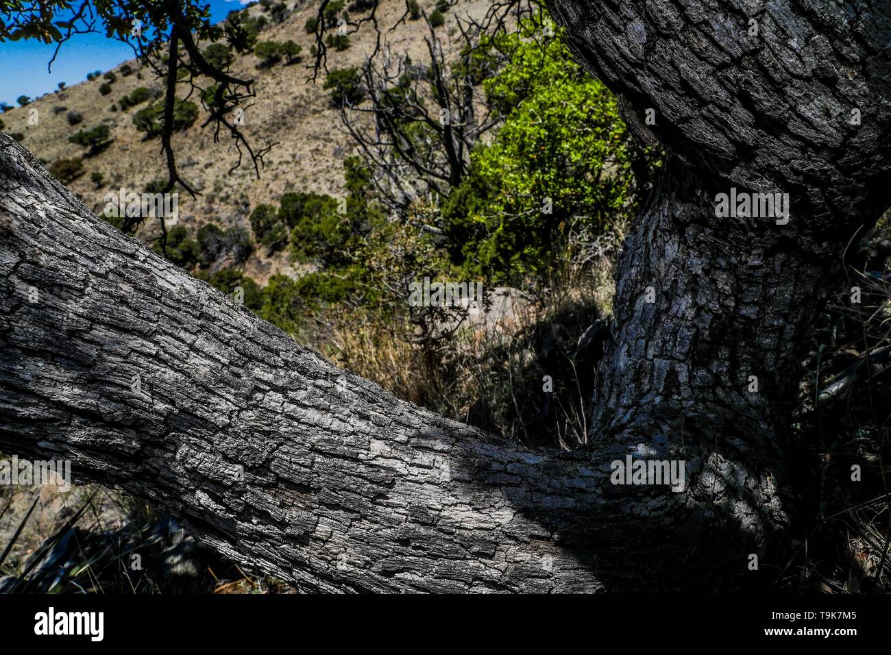Oak tree forest, courtly, wood texture, trunk branches and oak tree ...