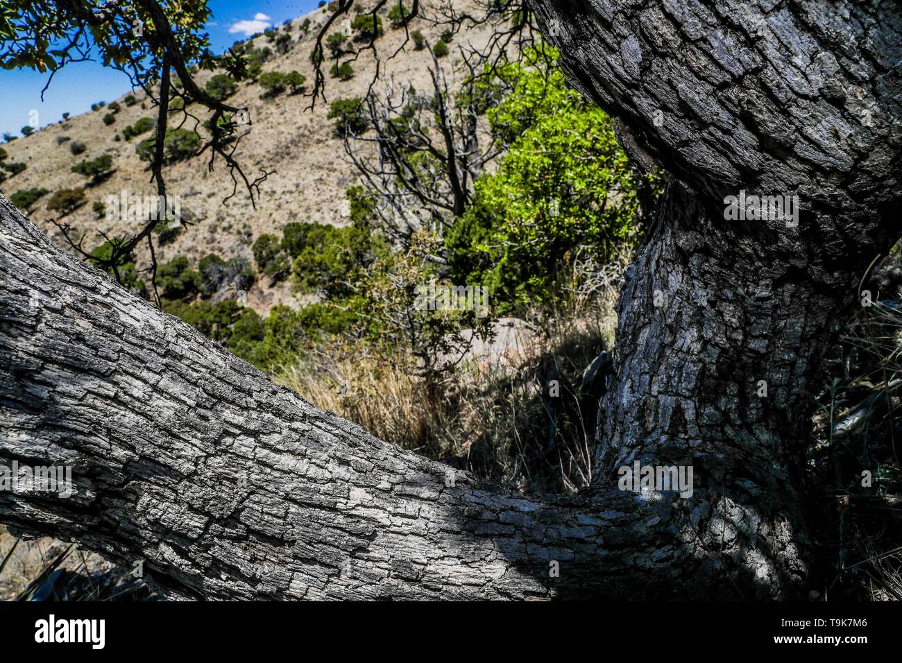 Oak tree forest, courtly, wood texture, trunk branches and oak tree ...