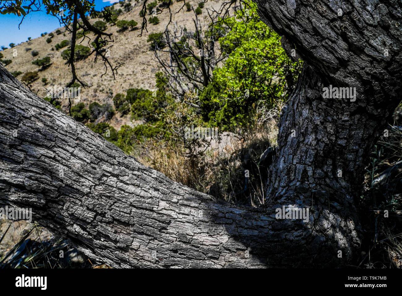 Conservacion de flora y fauna hi-res stock photography and images - Alamy