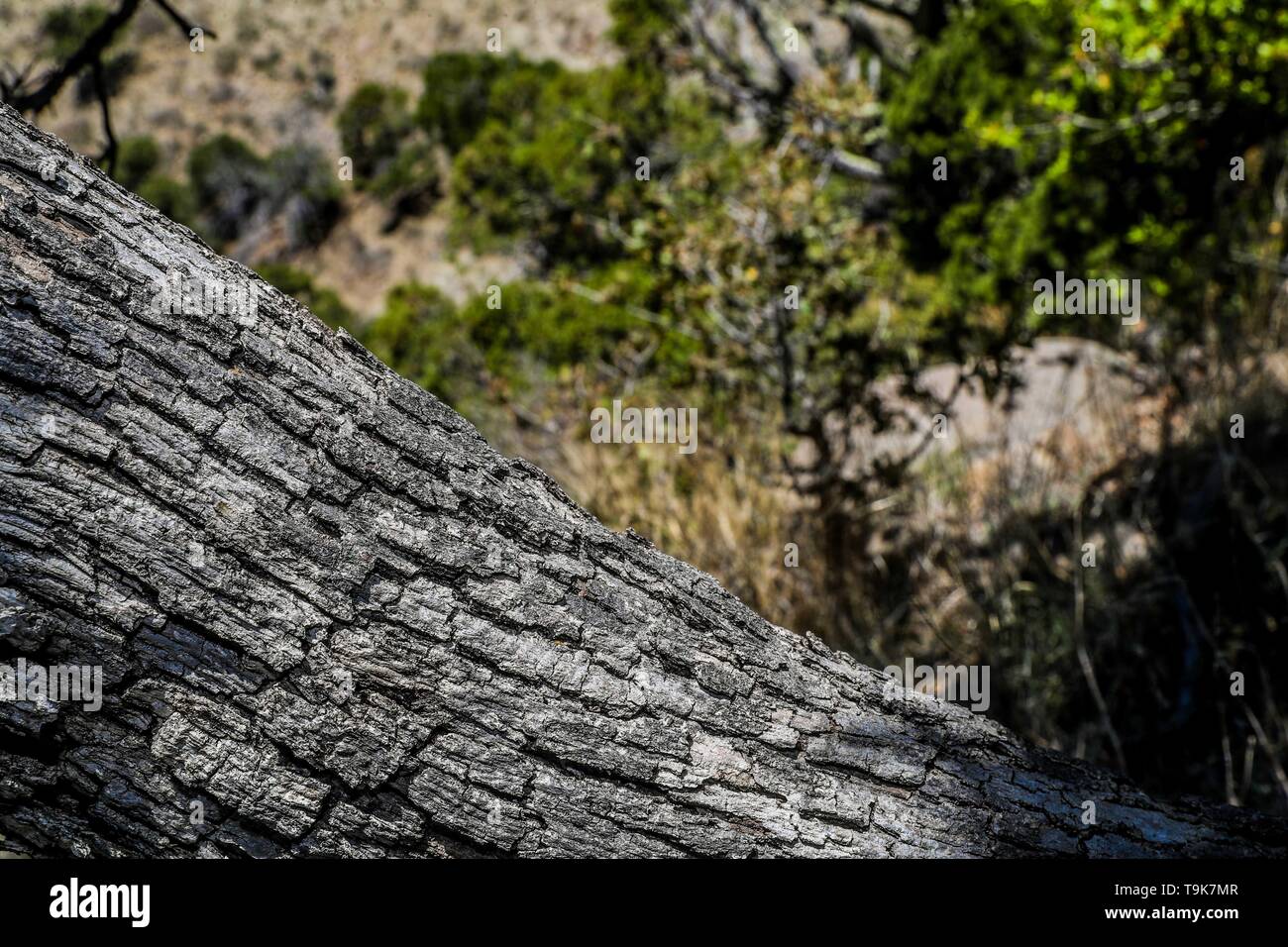 Conservacion de flora y fauna hi-res stock photography and images - Alamy