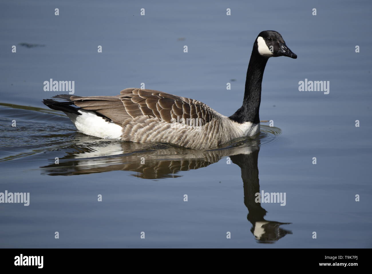 Canada Goose on water with reflection Stock Photo - Alamy