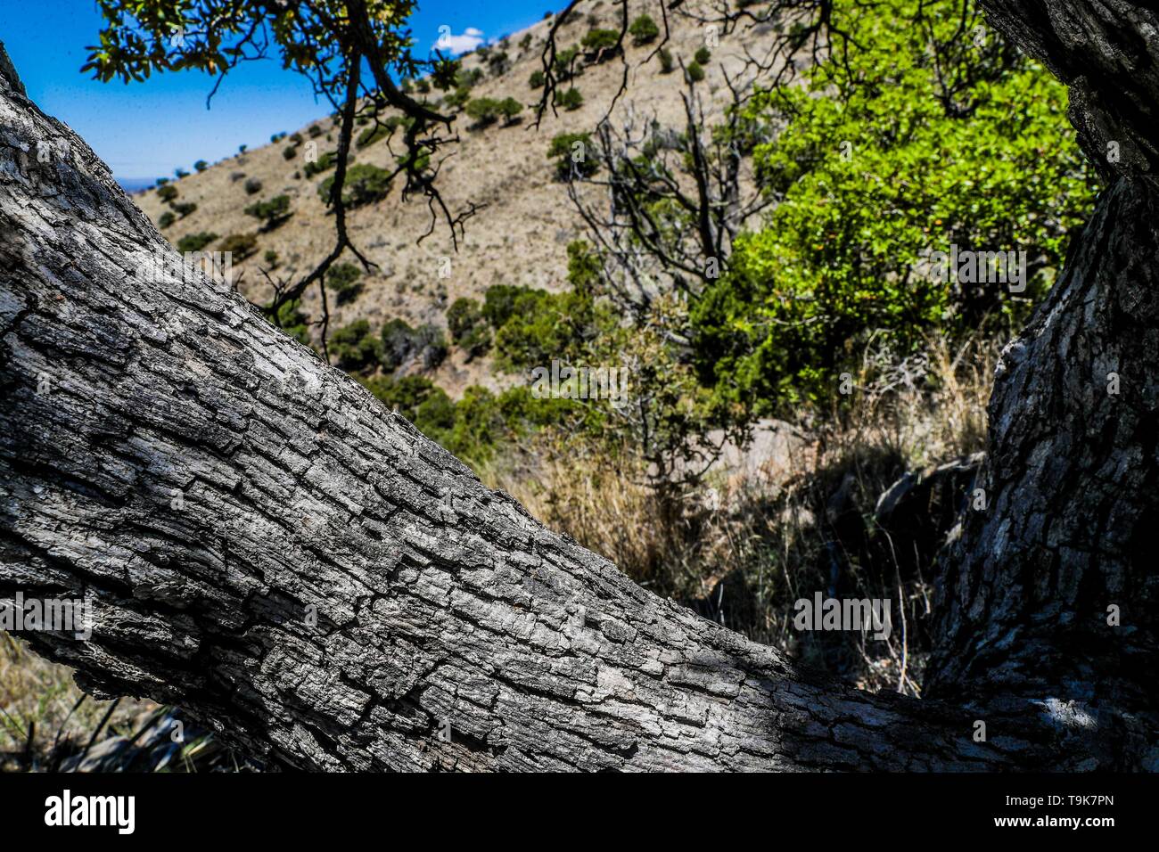 Conservacion de flora y fauna hi-res stock photography and images - Alamy