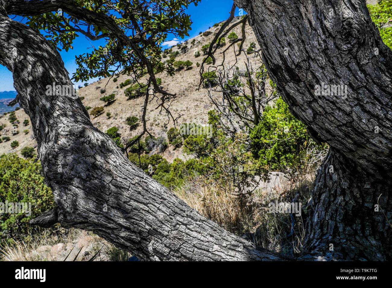 Oak tree forest, courtly, wood texture, trunk branches and oak tree ...
