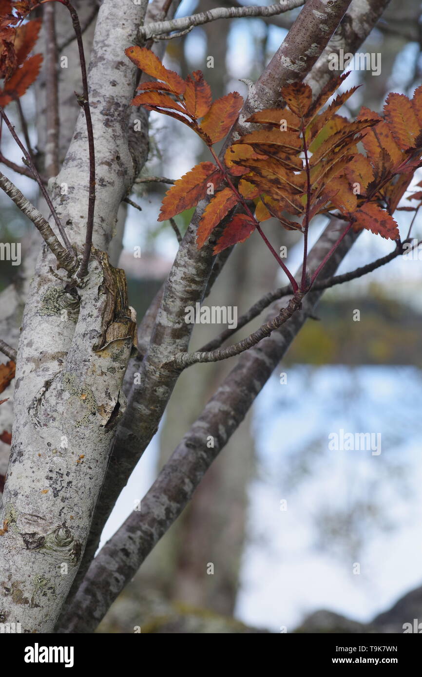 Rowan trees uk wood hi-res stock photography and images - Alamy