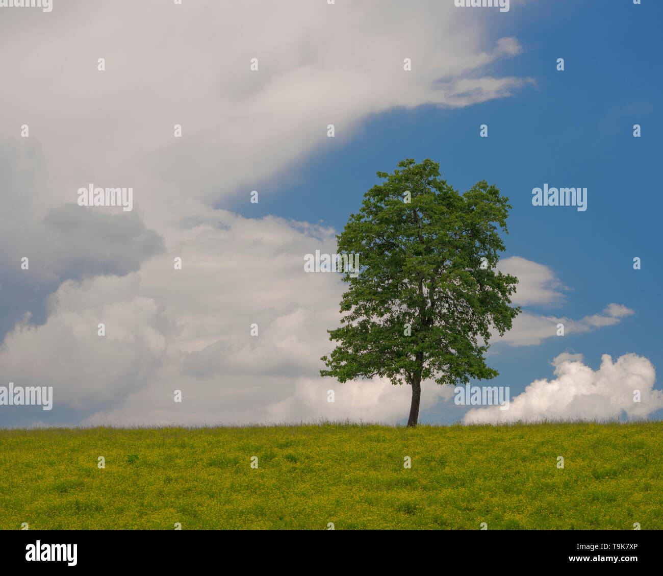 A lone tree in a field of yellow flowers. Early summer colors on a warm ...