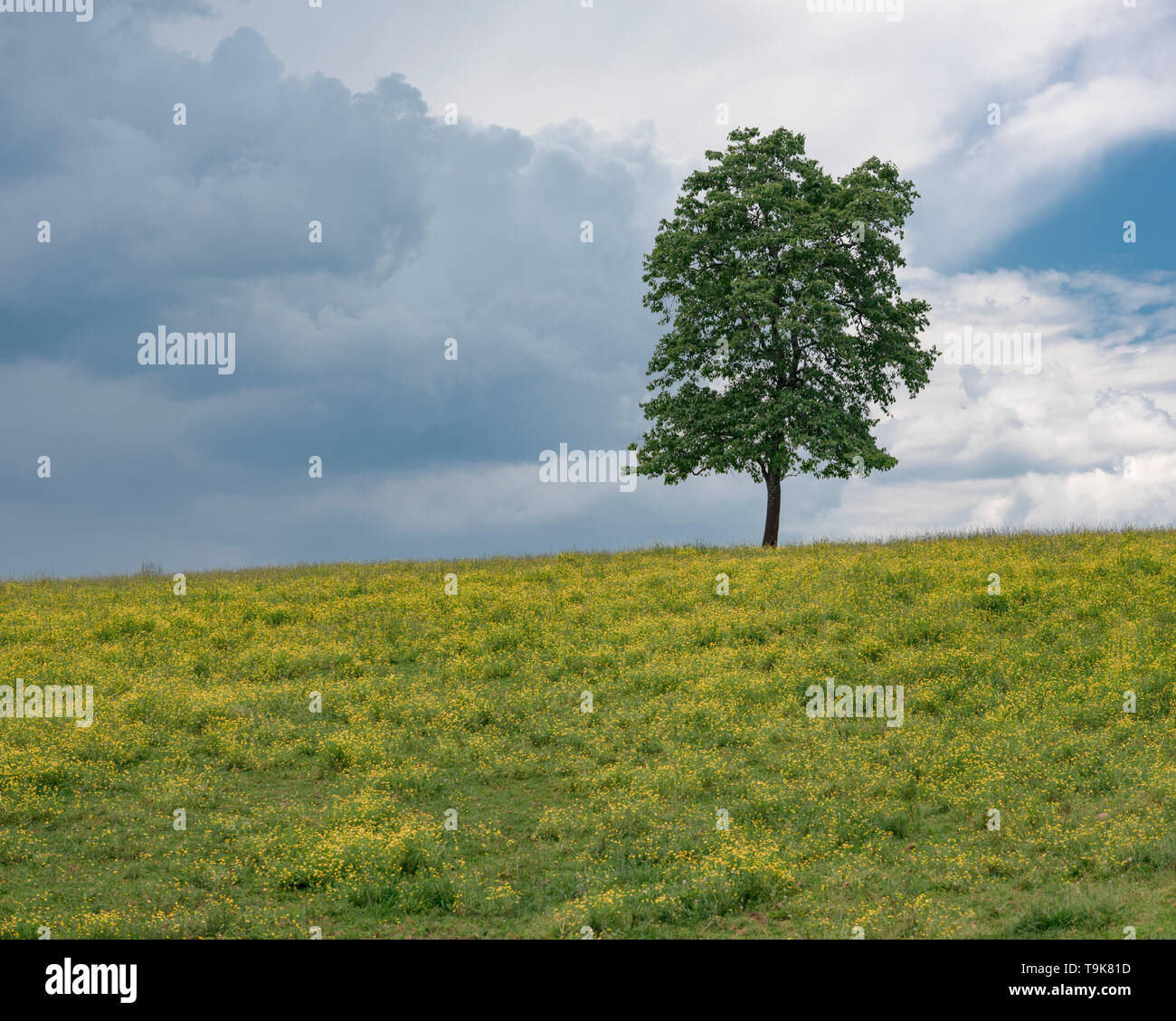 A lone tree in a field of yellow flowers. Early summer colors on a warm ...