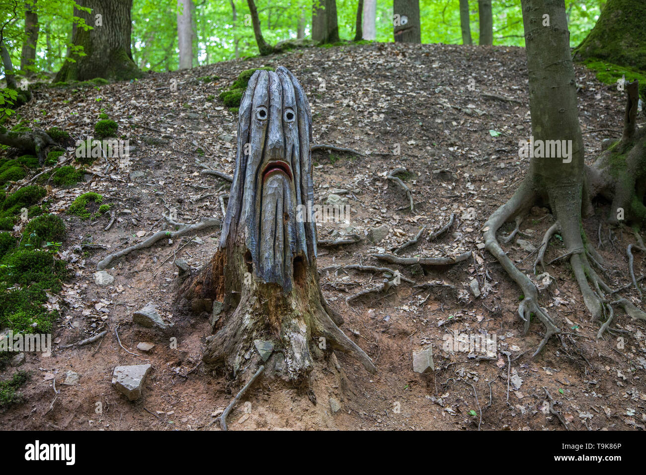 Carved face in a tree stump, Steckeschlääfer-Klamm, Binger forest ...